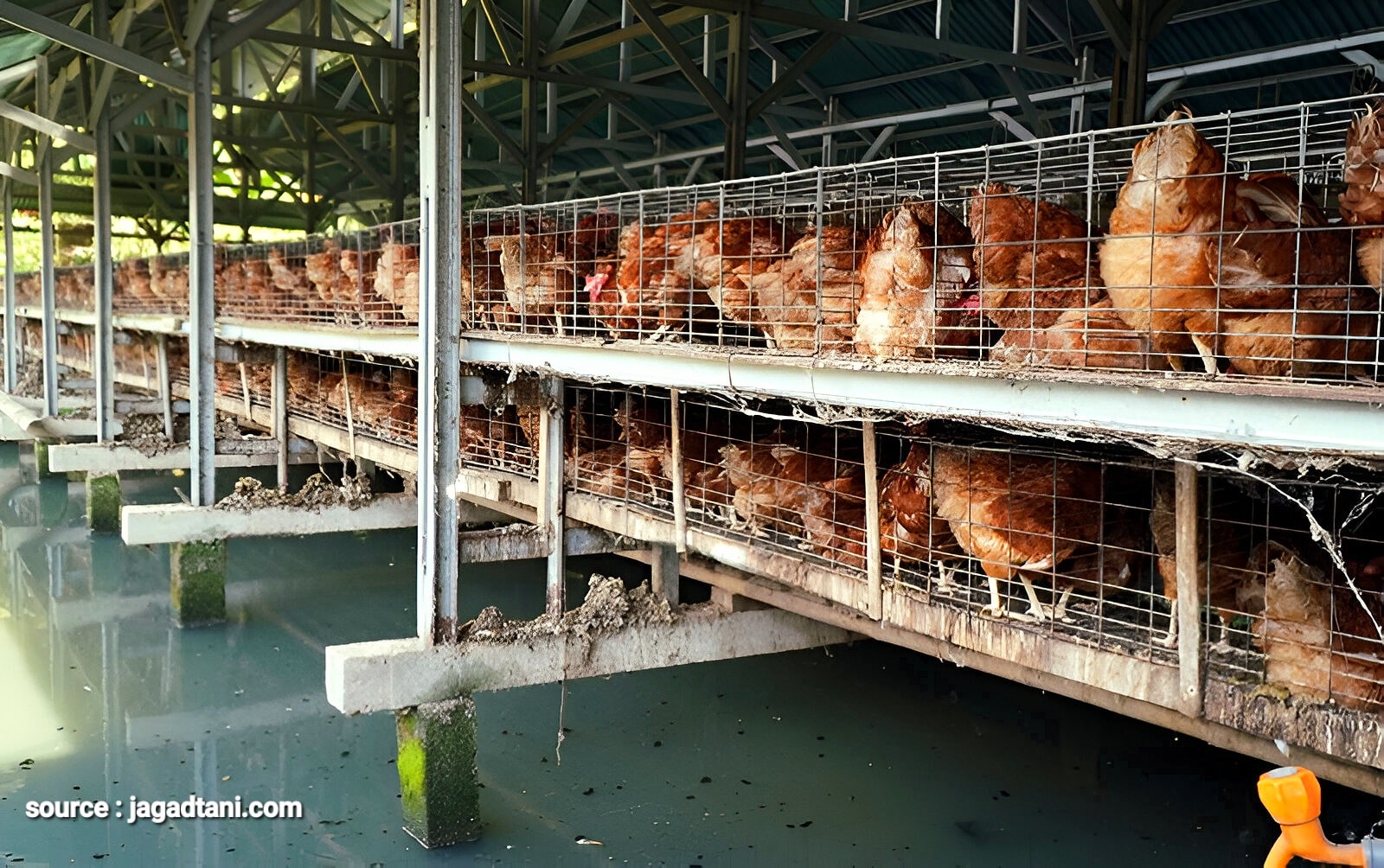 The Longyam Layer Method: Integrating Poultry and Fish Farming for ...